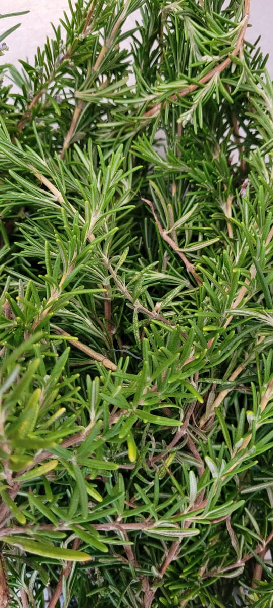 Organic Rosemary 30g – Valota