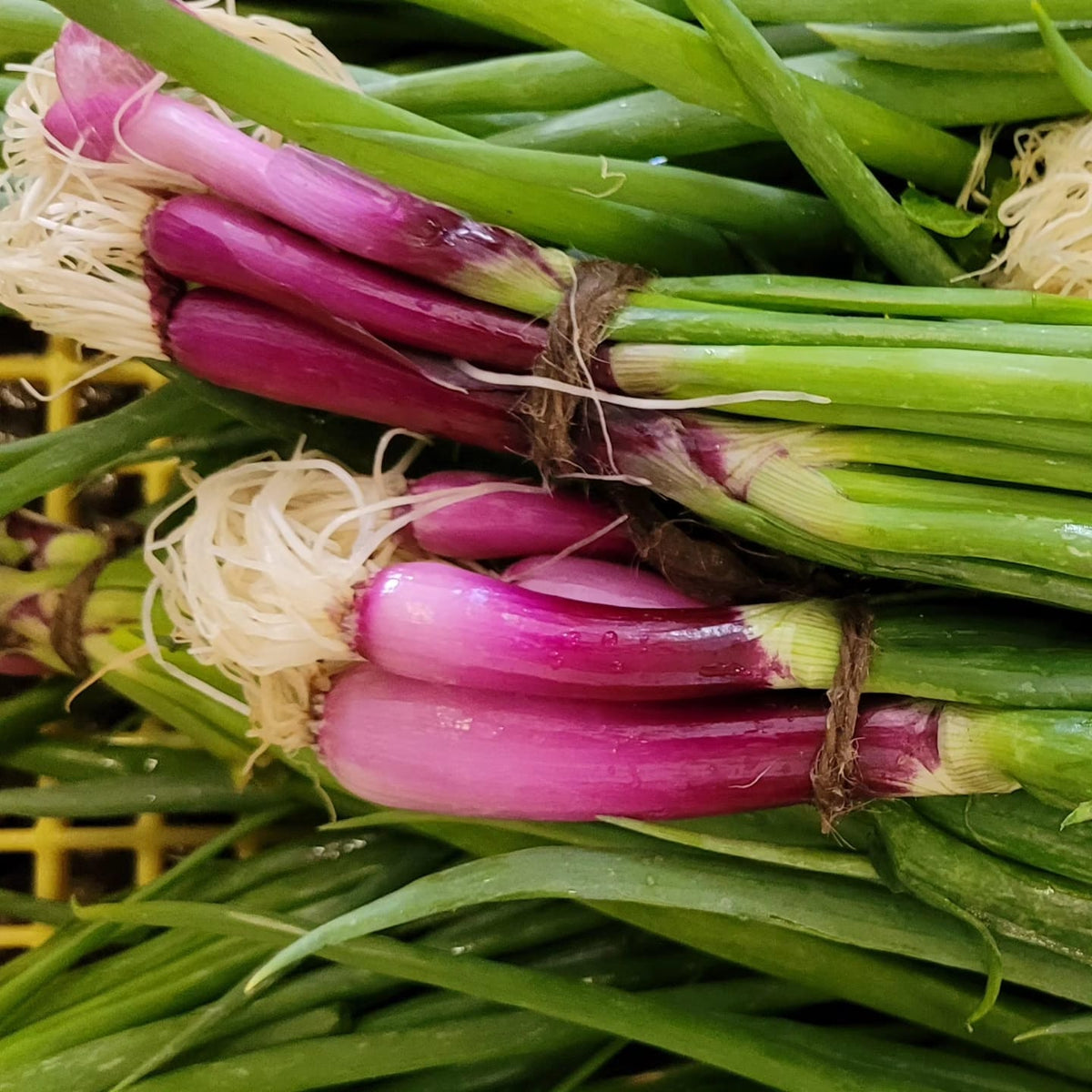 Organic Red Spring Onion Bunch – Valota